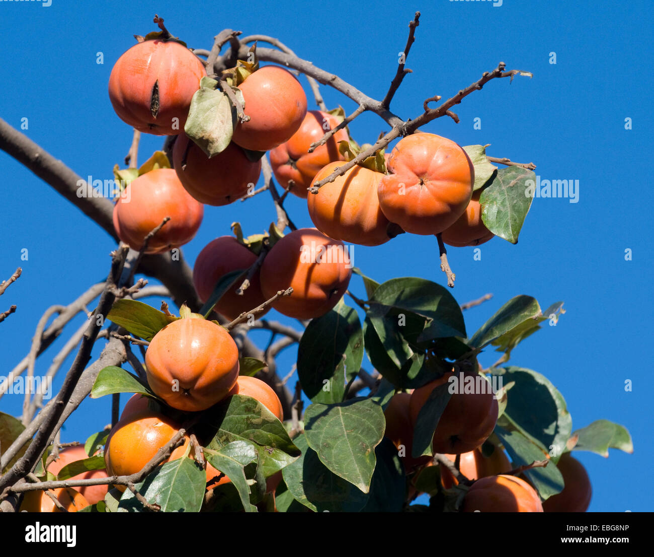 Date plums (persimmon fruit) are growing on a tree branch Stock Photo ...