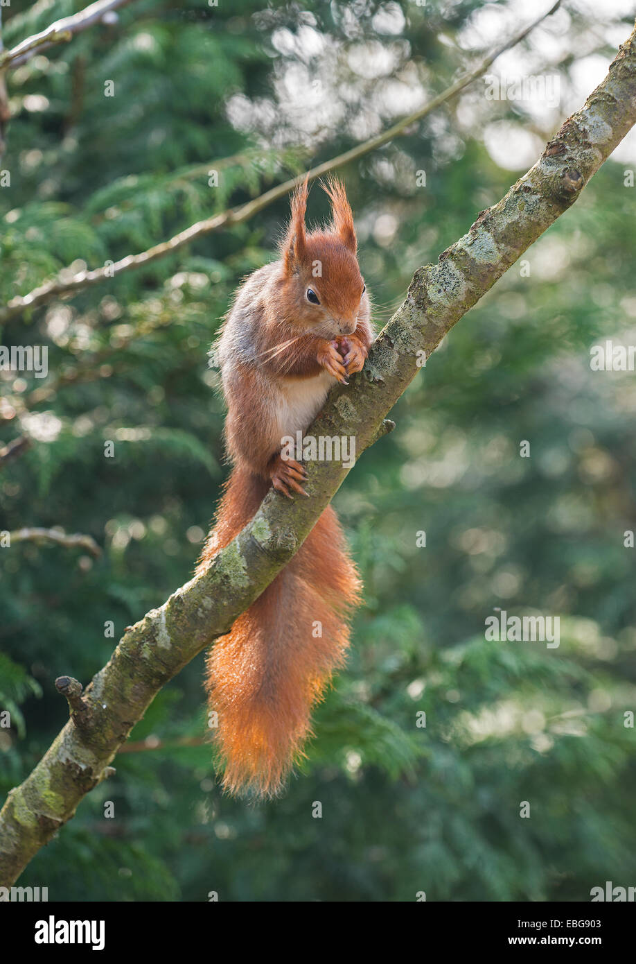 Rare red squirrel hi-res stock photography and images - Alamy