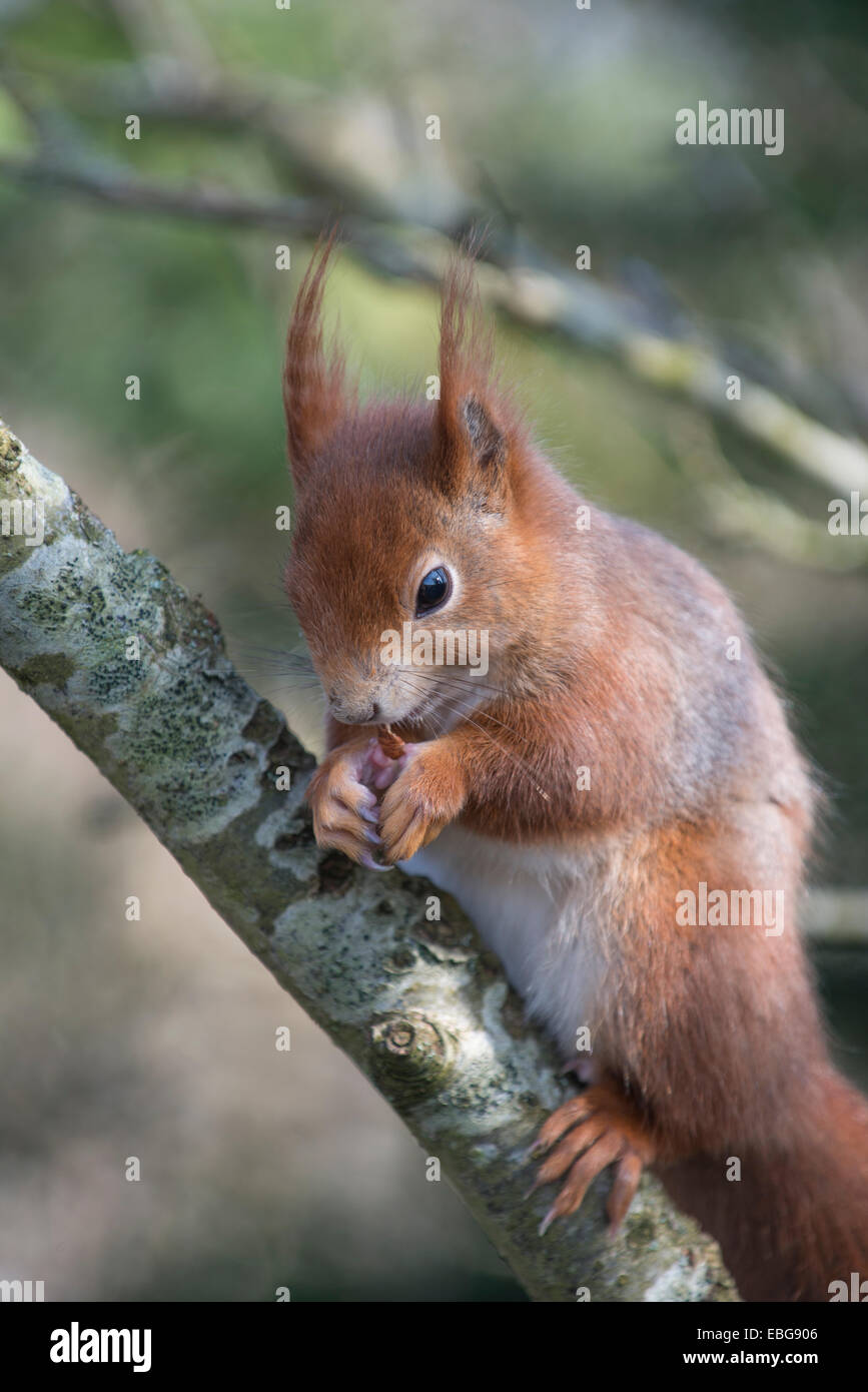Nut red squirrel nuts hi-res stock photography and images - Alamy