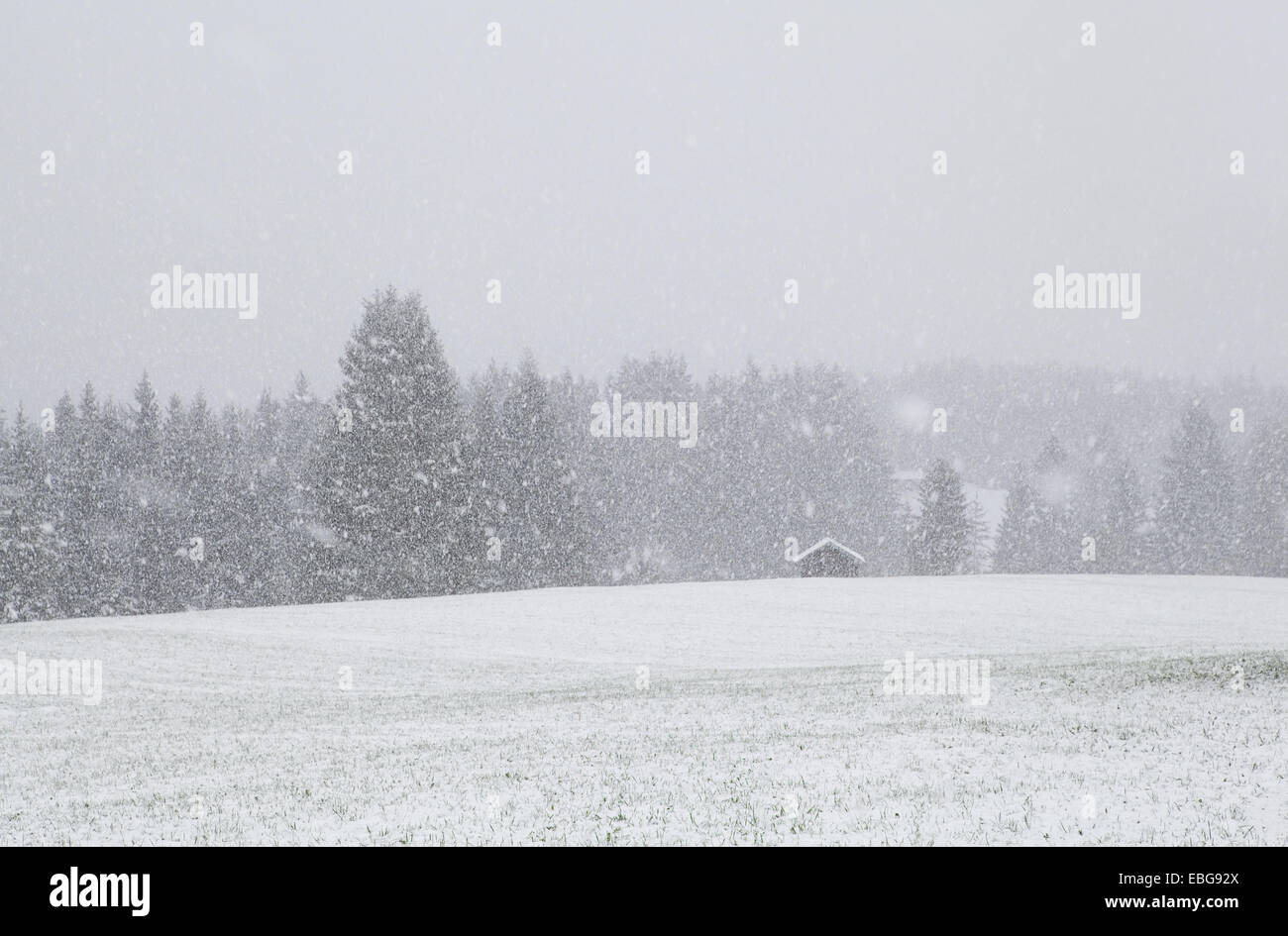 Snowfall over meadow forest hi-res stock photography and images - Alamy