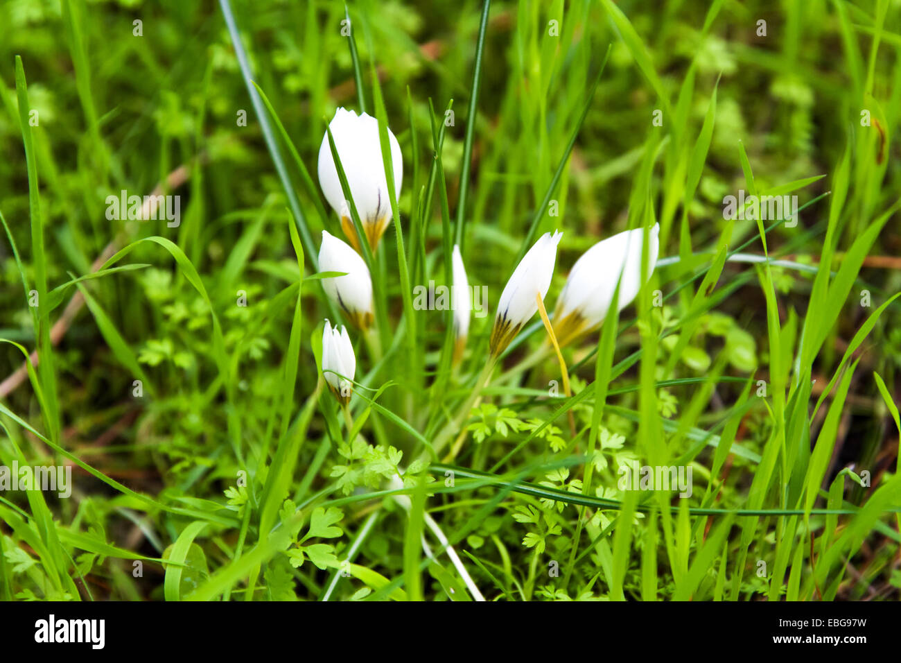 Beautiful purple crocus flower photos in a winter forest in Israel ...