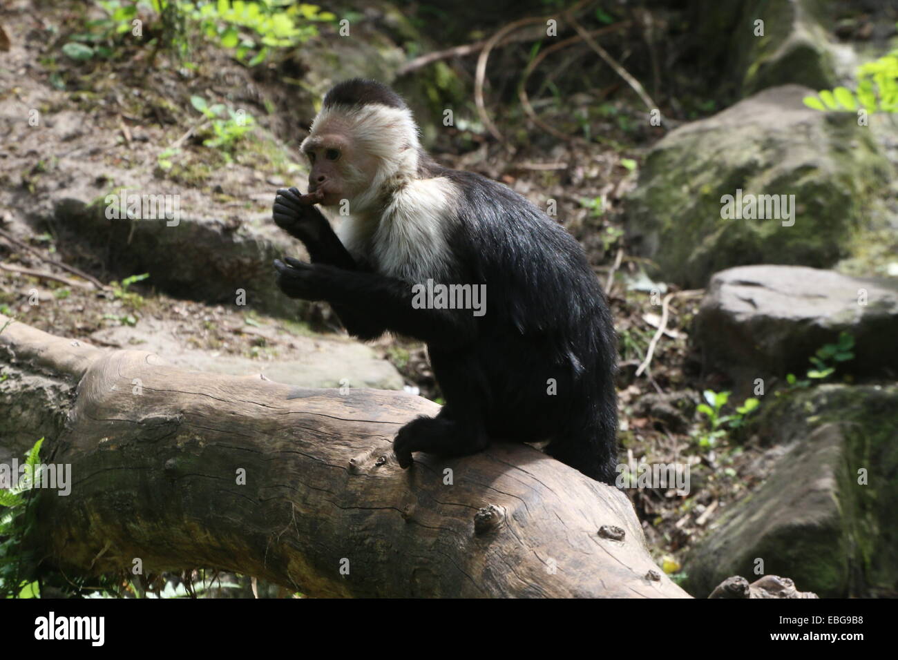 White-headed capuchin ( Cebus capucinus) on a branch a.k.a. white-faced ...