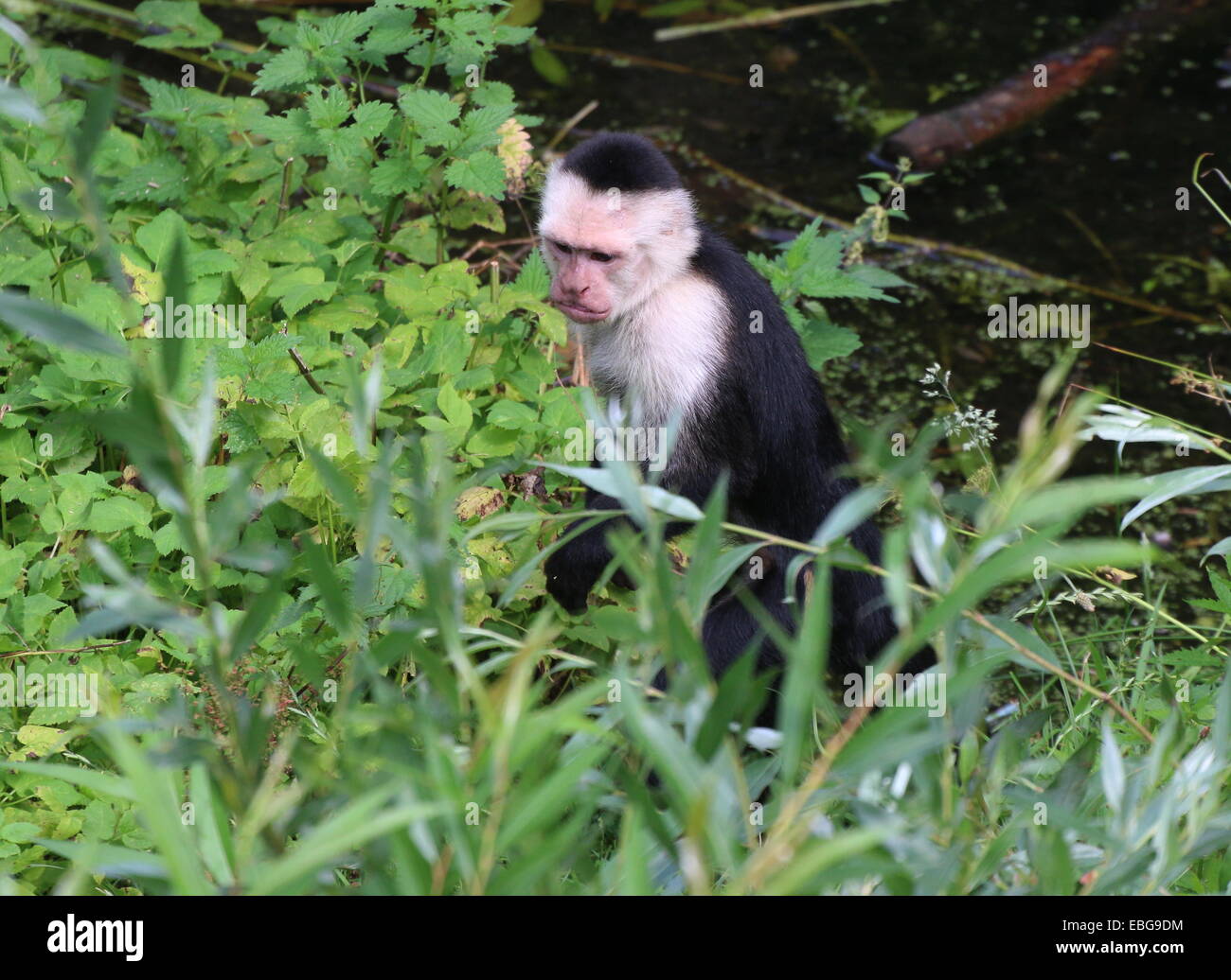 South American White headed capuchin (Cebus capucinus) exploring a.k.a ...