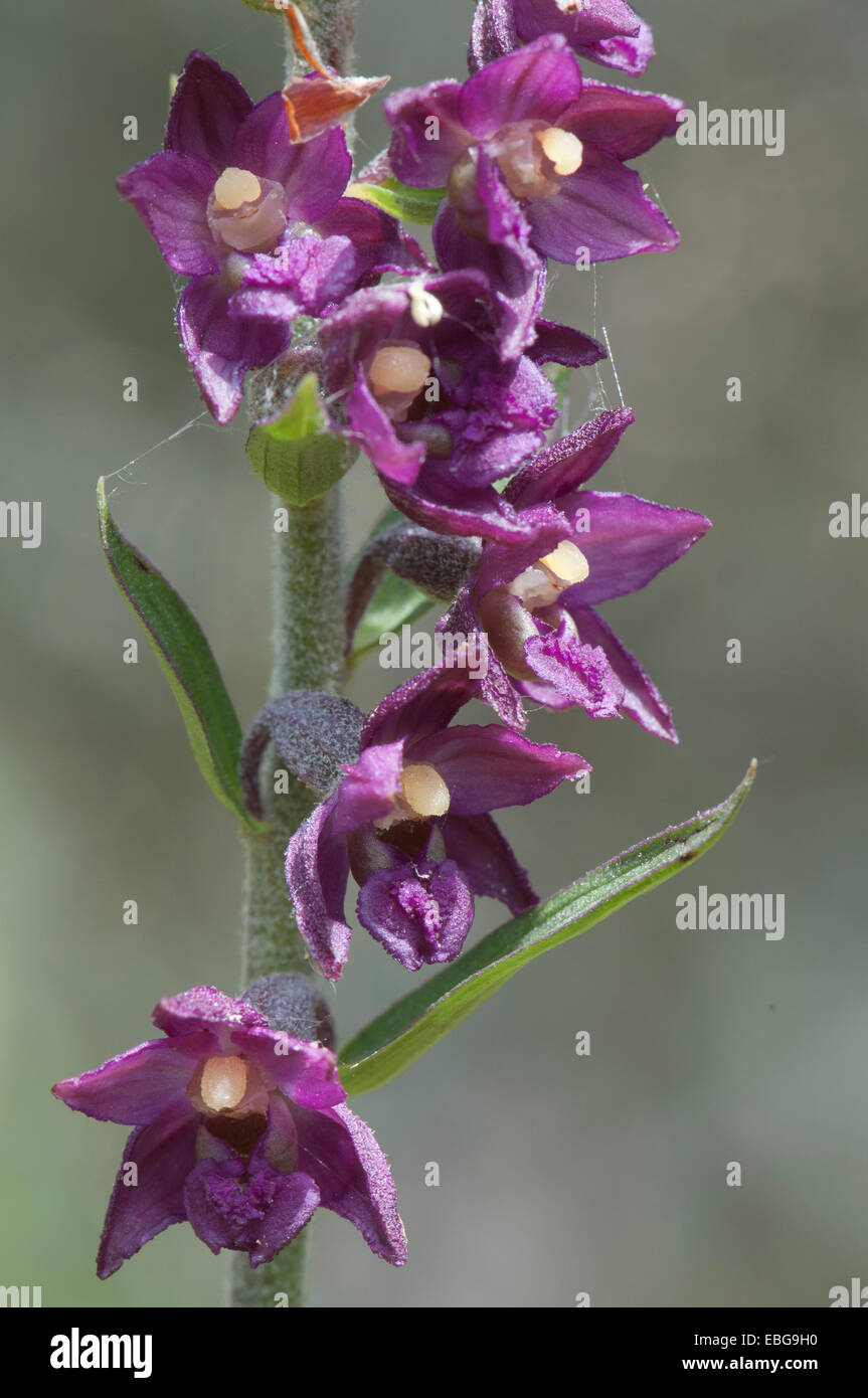 Dark Red Helleborine or Royal Helleborine (Epipactis atrorubens), Nida ...