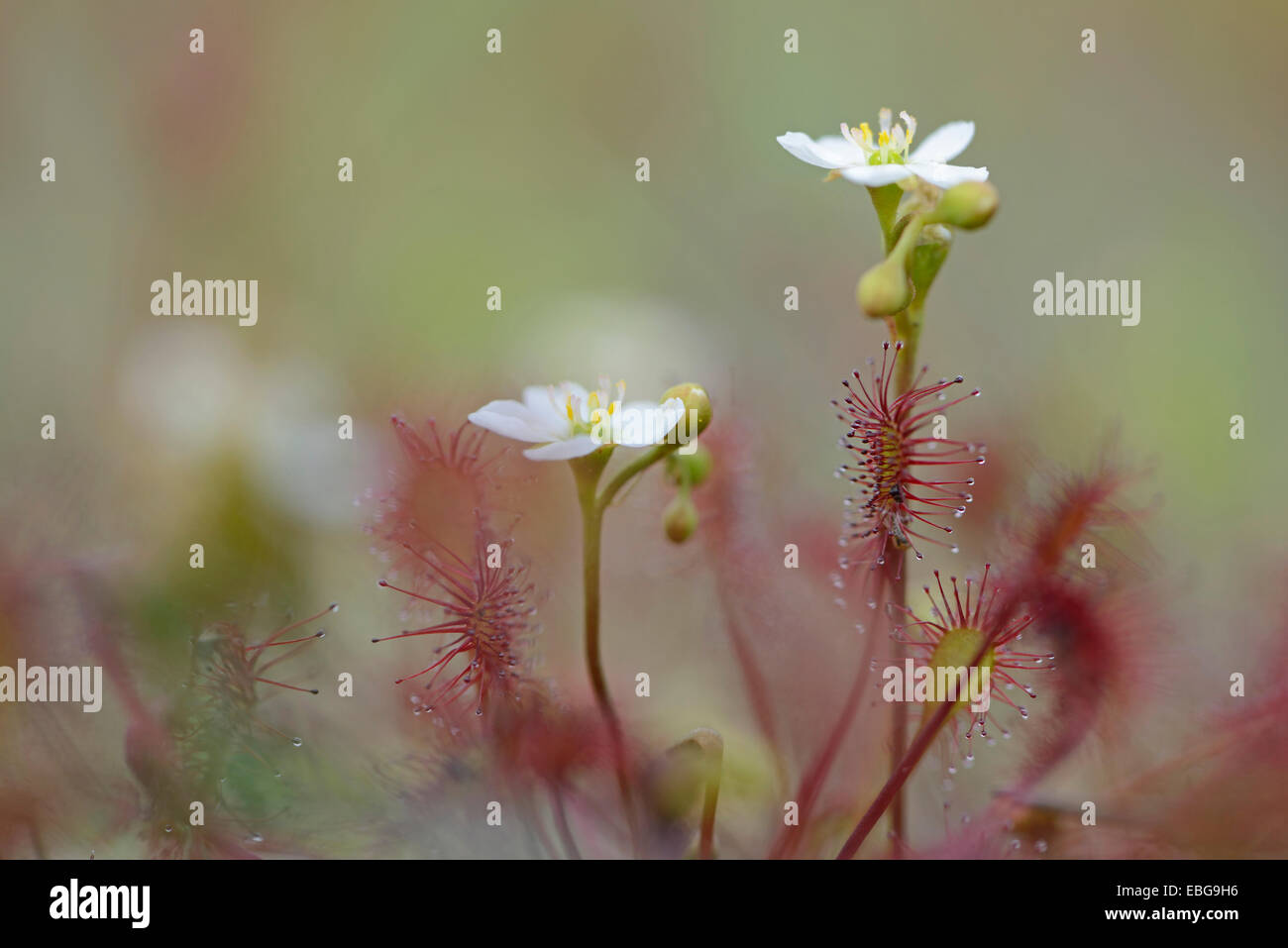 Oblong-leaved Sundew or Spoonleaf Sundew (Drosera intermedia ...