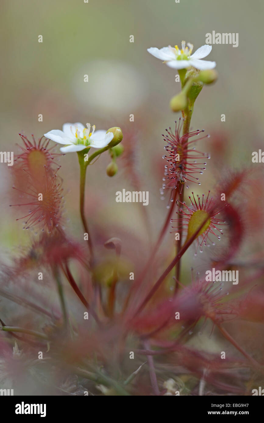Oblong-leaved Sundew or Spoonleaf Sundew (Drosera intermedia ...