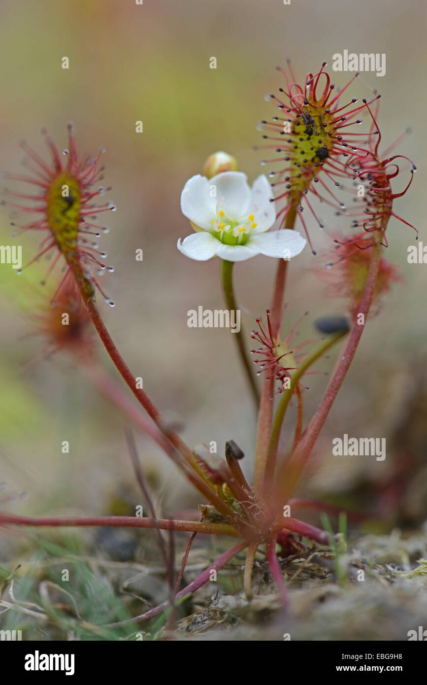 Oblong-leaved Sundew or Spoonleaf Sundew (Drosera intermedia ...