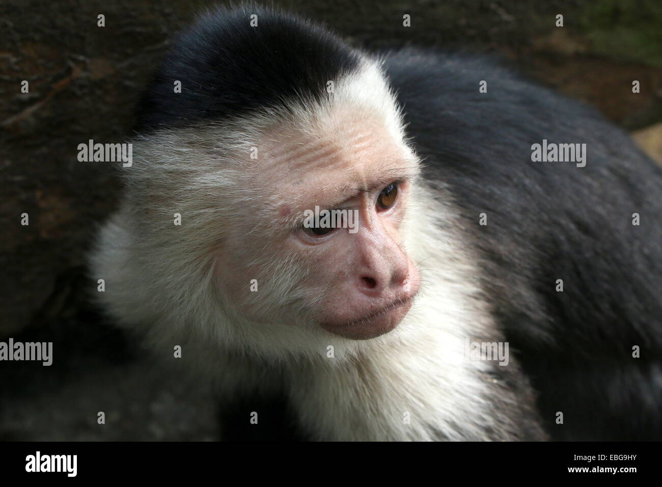 White-headed capuchin ( Cebus capucinus), close-up of th head a.k.a ...