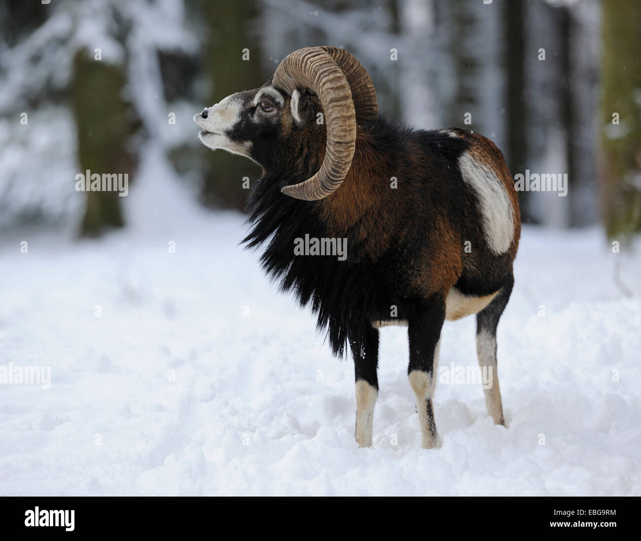 Ammon ram hi-res stock photography and images - Alamy
