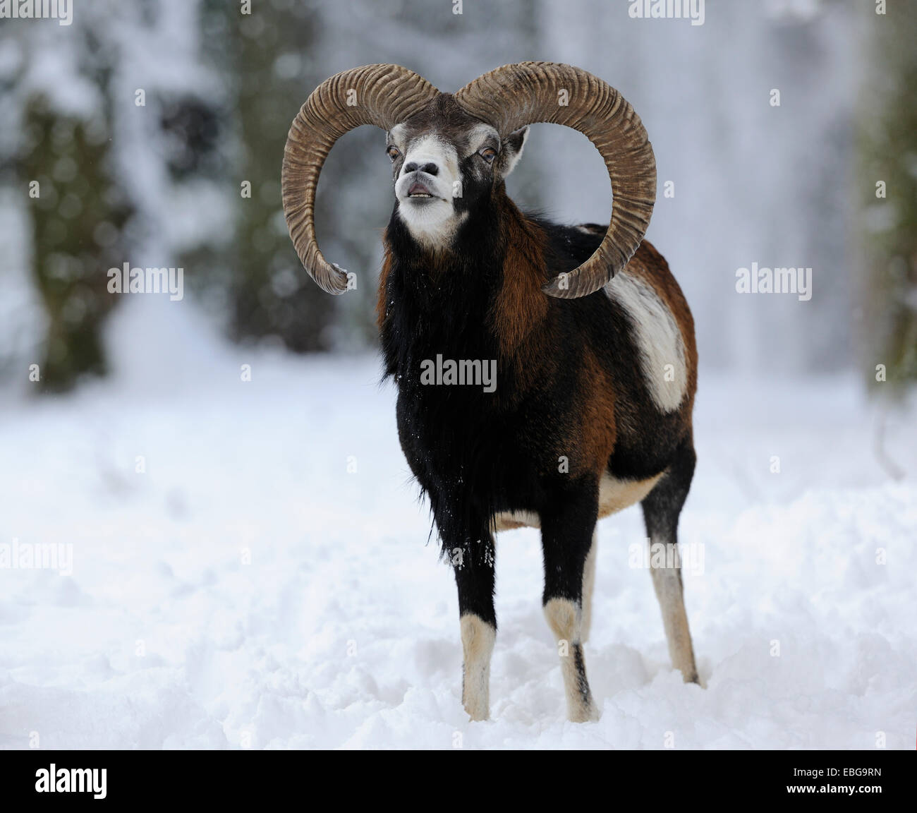 European Mouflon (Ovis ammon Musimon), ram standing in the snow ...