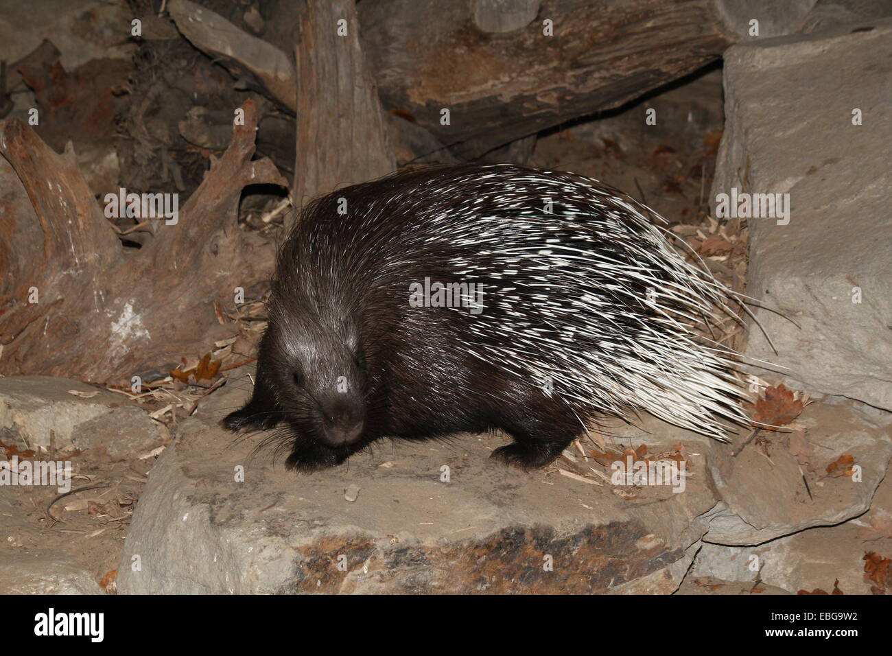 Indian crested porcupine (Hystrix indica), head turned and facing the ...