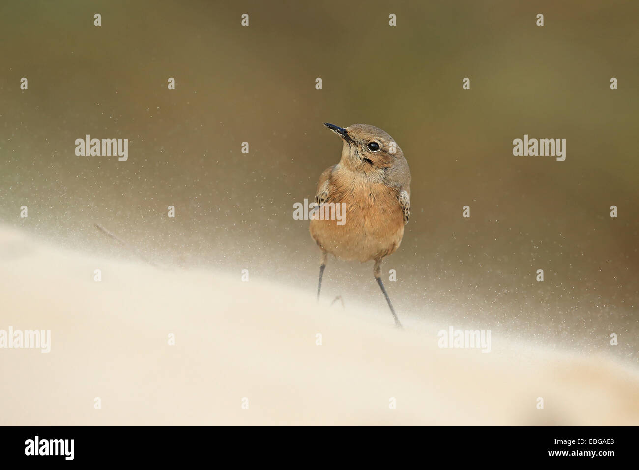 Desert Wheatear (Oenanthe deserti Stock Photo - Alamy