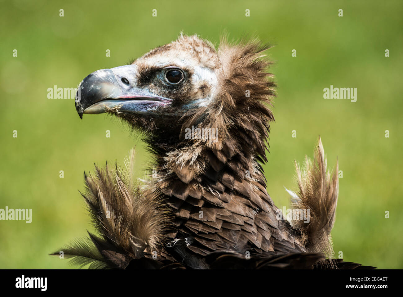 Cinereous Vulture or Black Vulture (Aegypius monachus), portrait ...