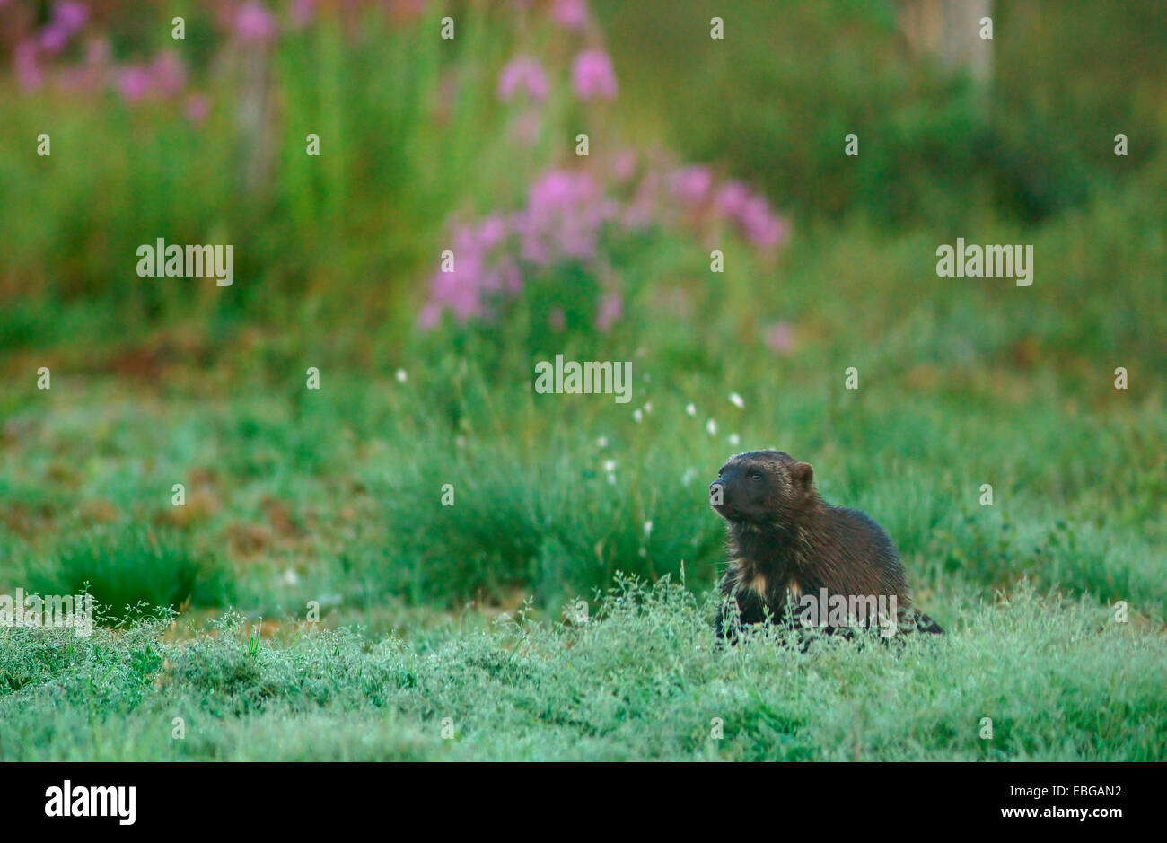 Wolverines gulo hi-res stock photography and images - Alamy
