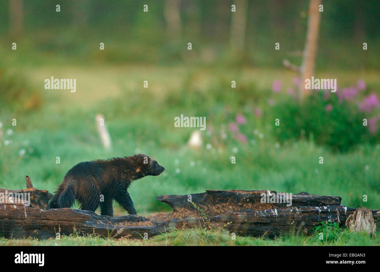 Wolverine (Gulo gulo), Suomussalmi, Kainuu, Finland Stock Photo - Alamy