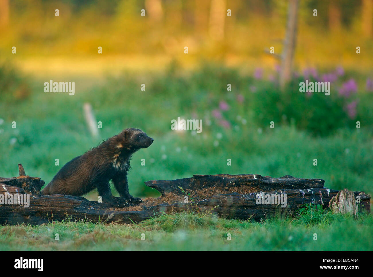 Wolverine (Gulo gulo), Suomussalmi, Kainuu, Finland Stock Photo - Alamy