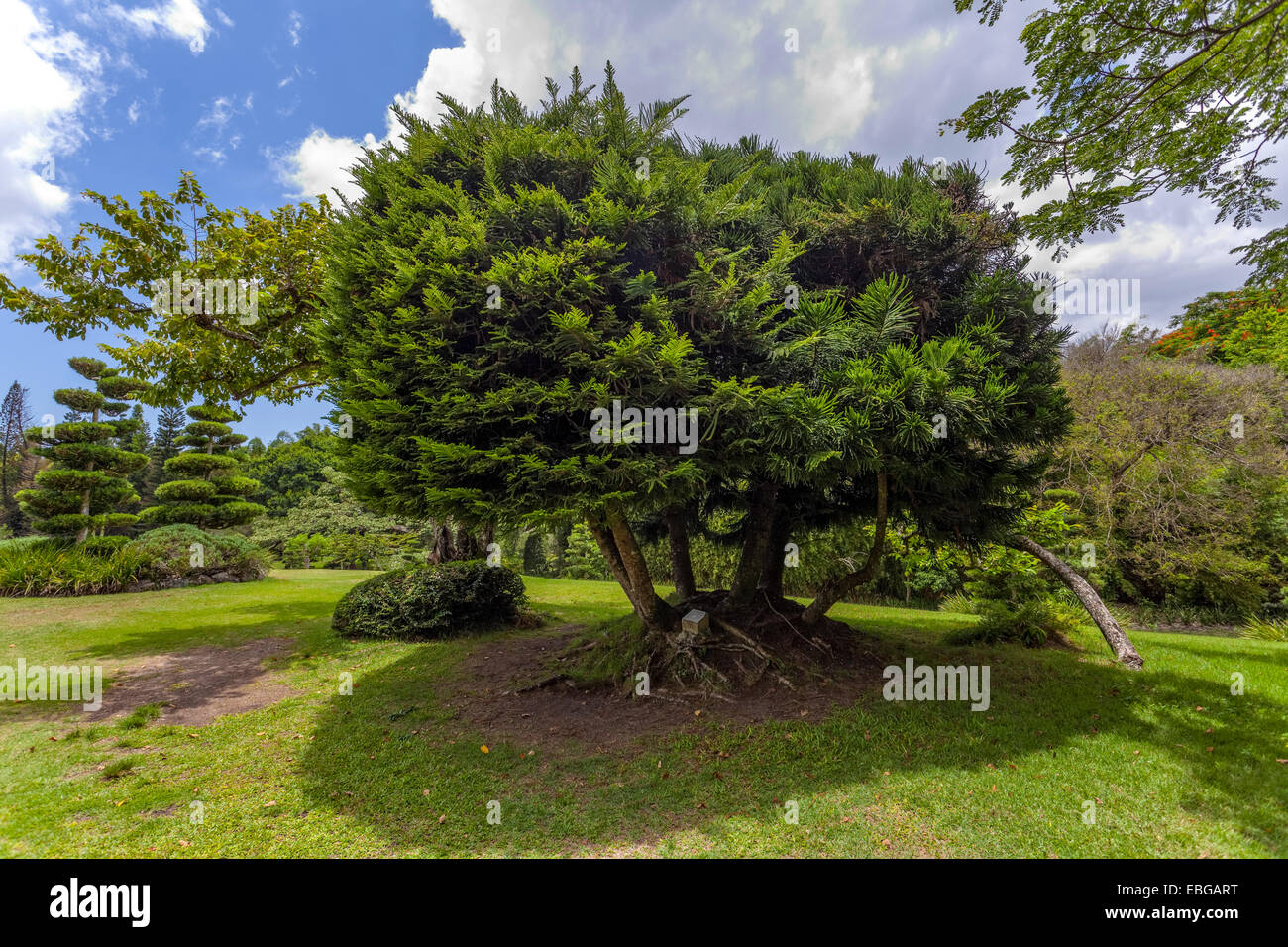 Araucaria heteropylla hi-res stock photography and images - Alamy