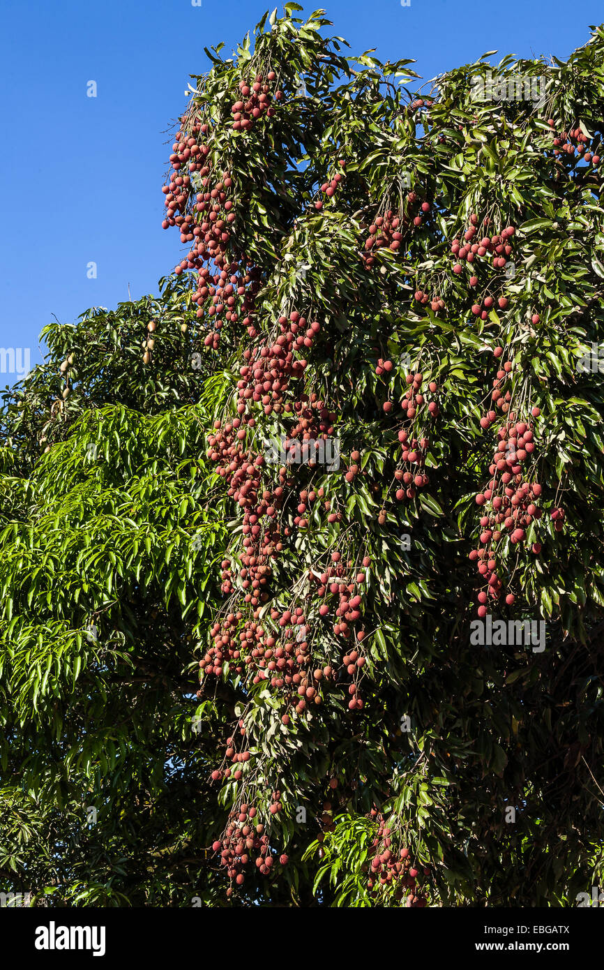 Ripe lychee fruit on tree in the plantation Stock Photo - Alamy