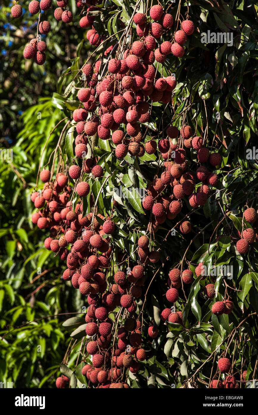 Ripe lychee fruit on tree in the plantation Stock Photo - Alamy