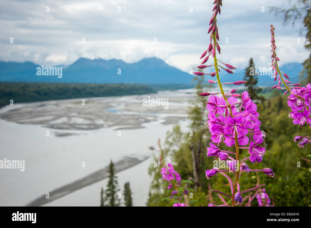 Fireweed (Epilobium angustifolium) growing off of Parks Highway, Alaska ...