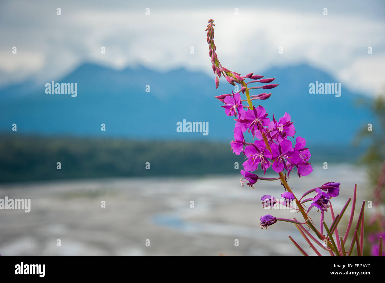 Fireweed (Epilobium angustifolium) growing off of Parks Highway, Alaska ...