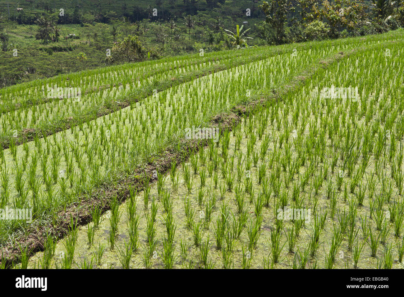 Young rice plants in the paddy field, Sidemen, Bali, Indonesia Stock ...