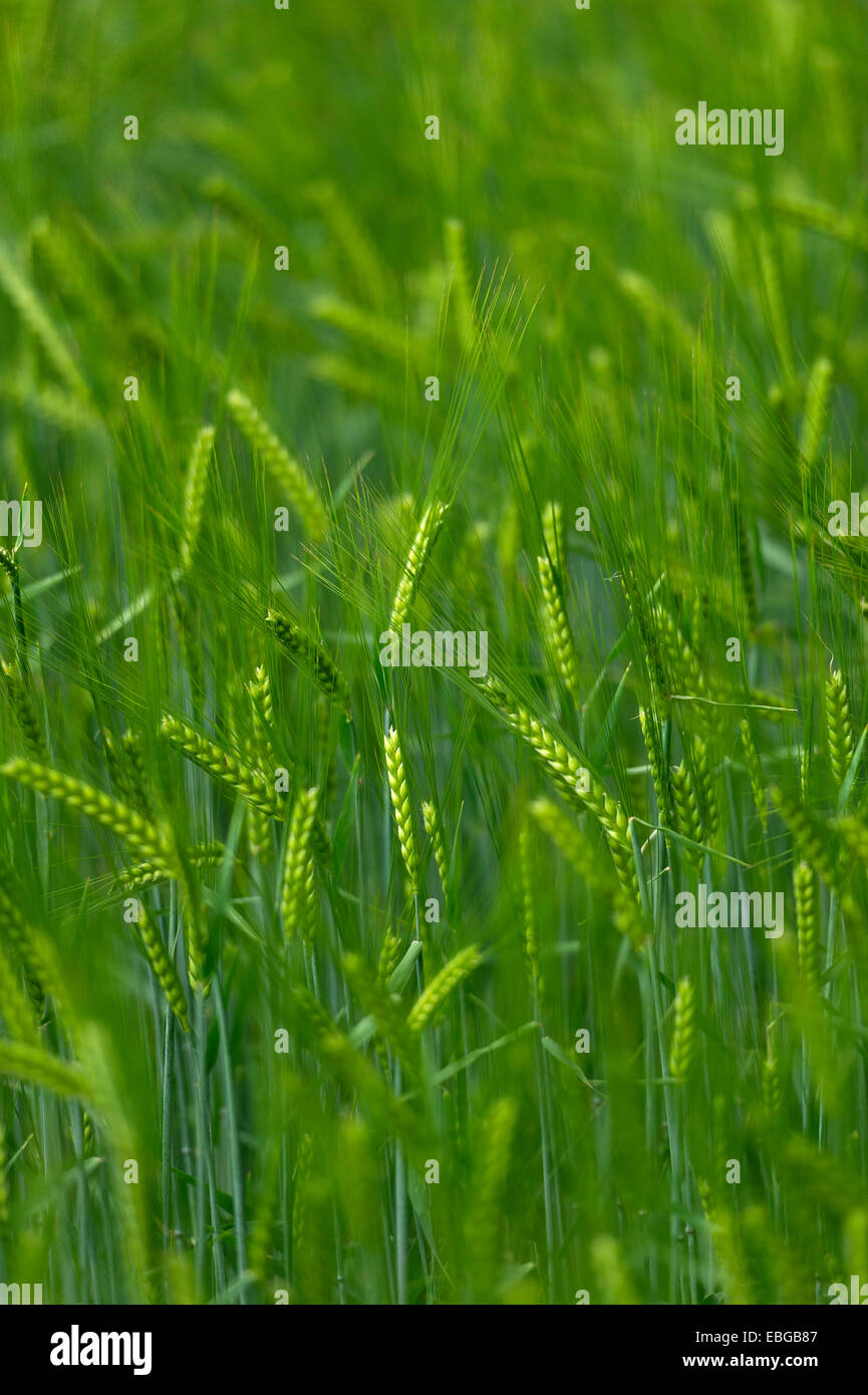 Hordeum vulgare hi-res stock photography and images - Alamy