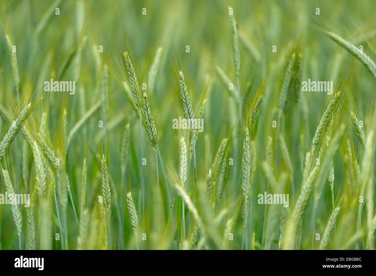 Grainfield with immature ears of Rye (Secale cereale), Aschheim, Upper ...