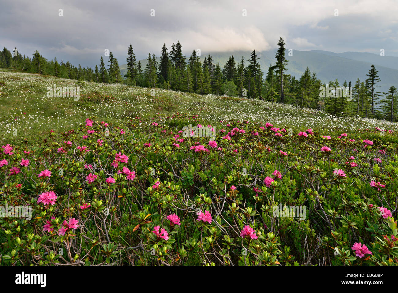 Snow-rose or Rusty-leaved Alpenrose (Rhododendron ferrugineum ...