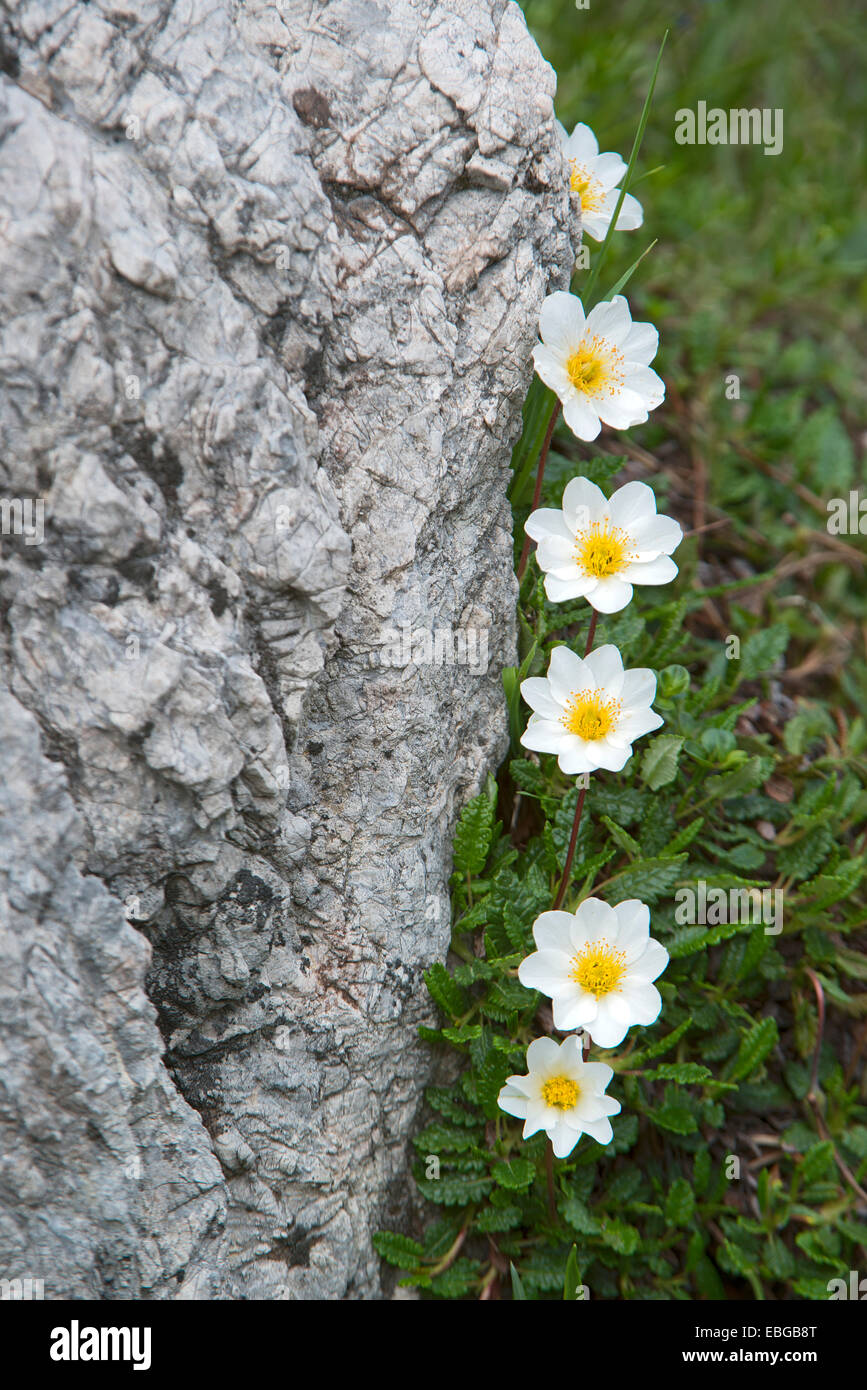 White dryas hi-res stock photography and images - Alamy