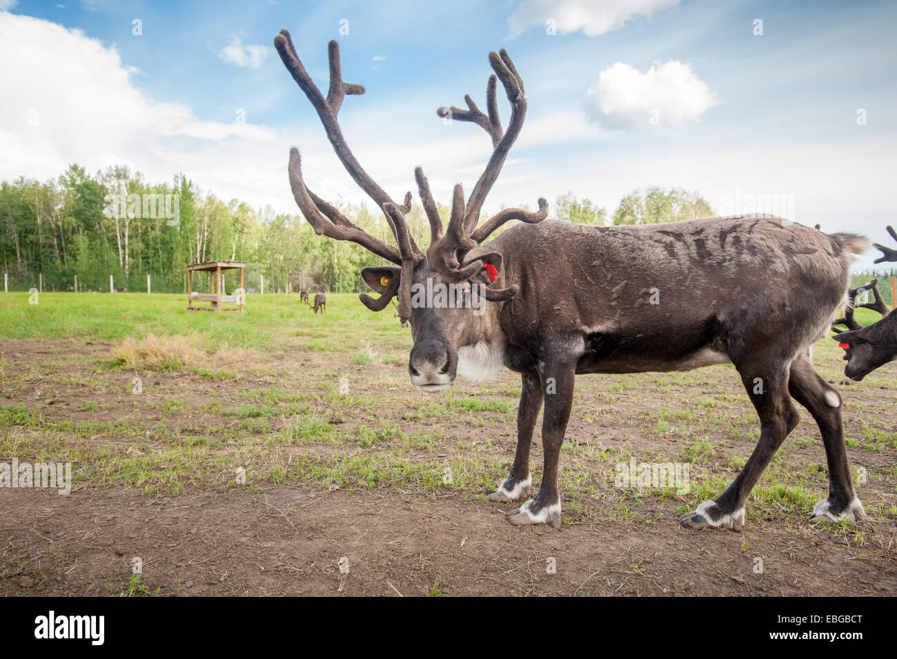 Portrait of a reindeer (Rangifer tarandus Stock Photo - Alamy