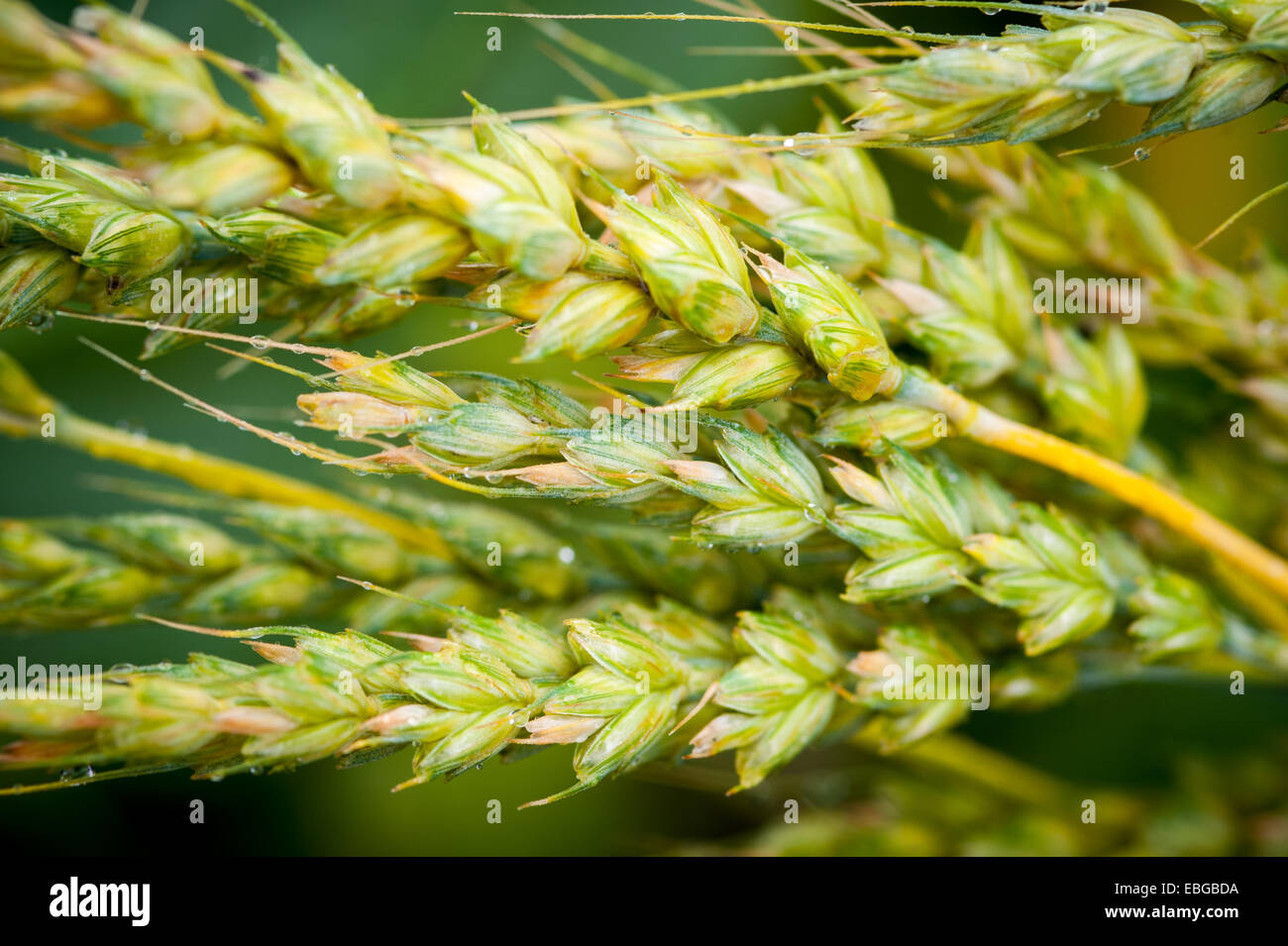 Tritium hi-res stock photography and images - Alamy