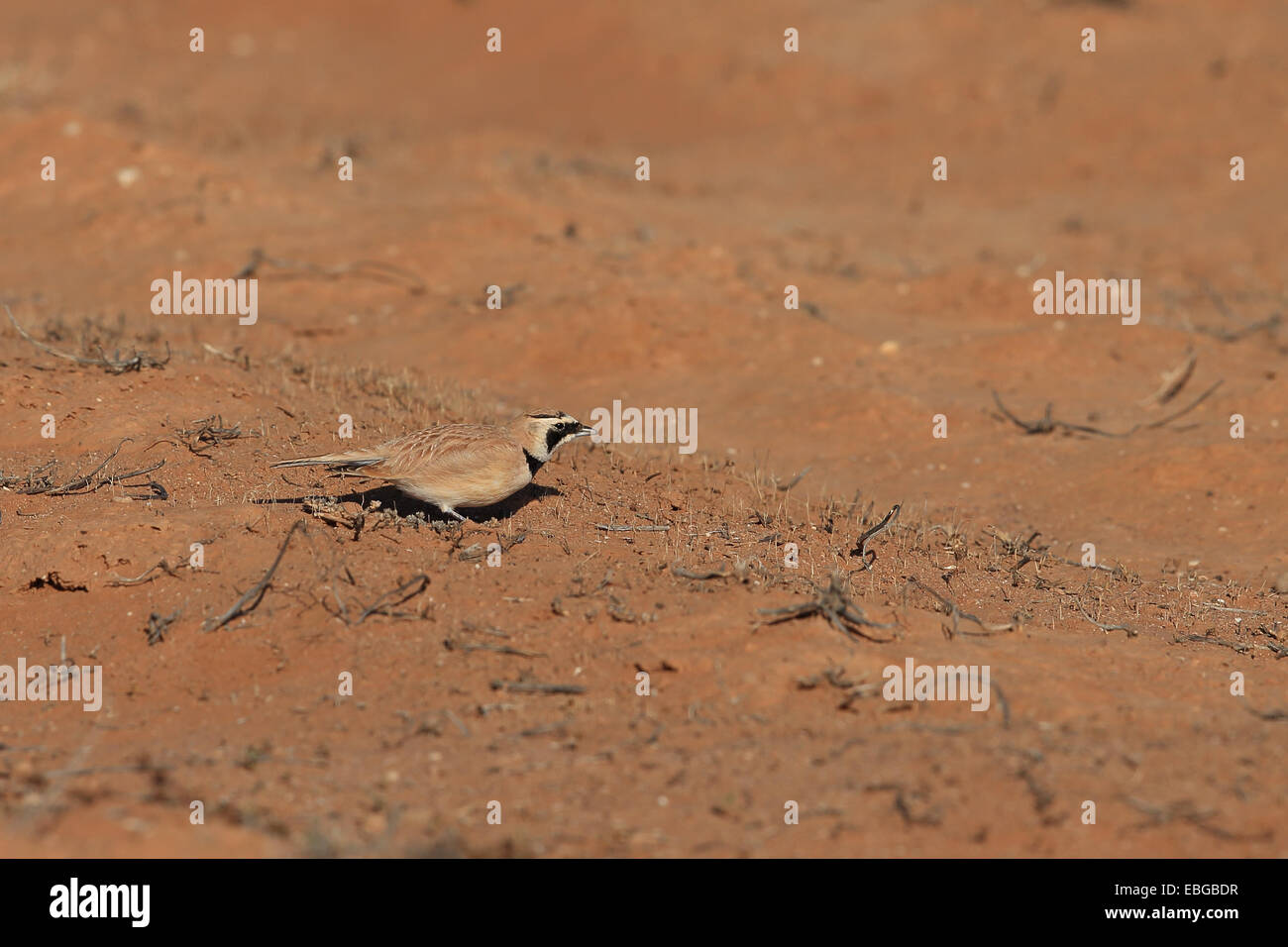 Temmincks lark hi-res stock photography and images - Alamy