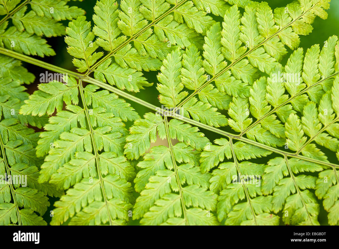 Ferns (Pteridophyta) growing in a botanical garden in Alaska Stock ...