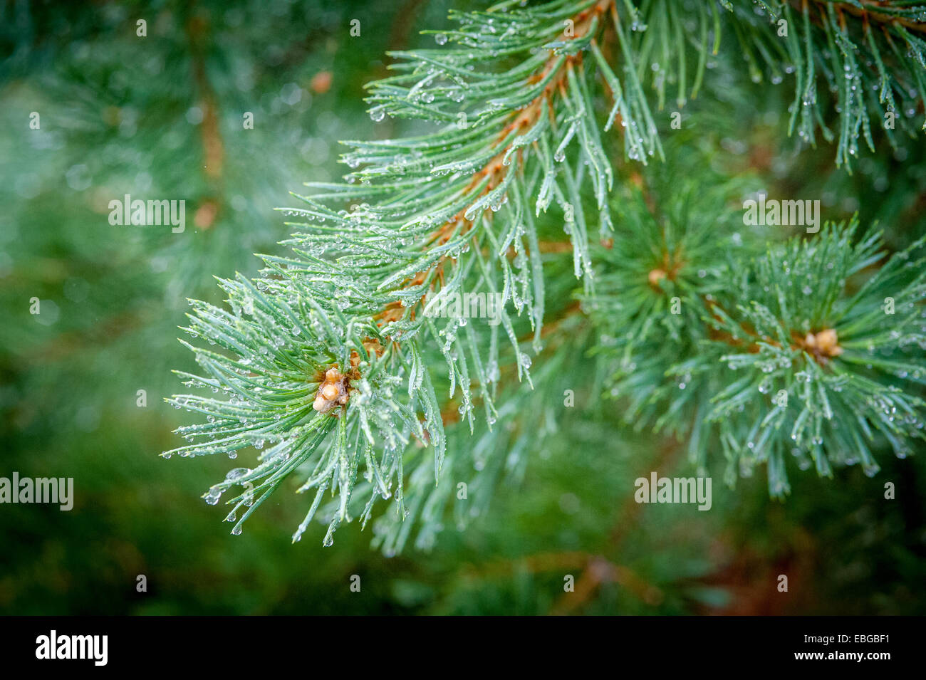Tree growing wet field hi-res stock photography and images - Alamy