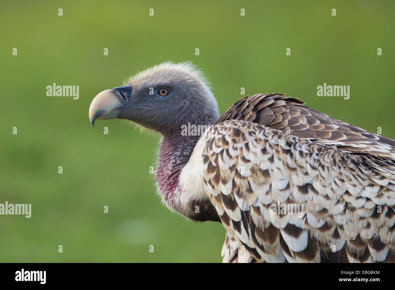 Gyps rueppellii head hi-res stock photography and images - Alamy