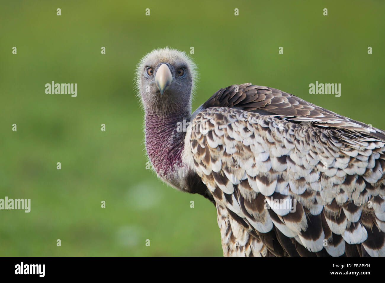 Rueppell's Vulture or Rueppell's Griffon Vulture (Gyps rueppellii ...