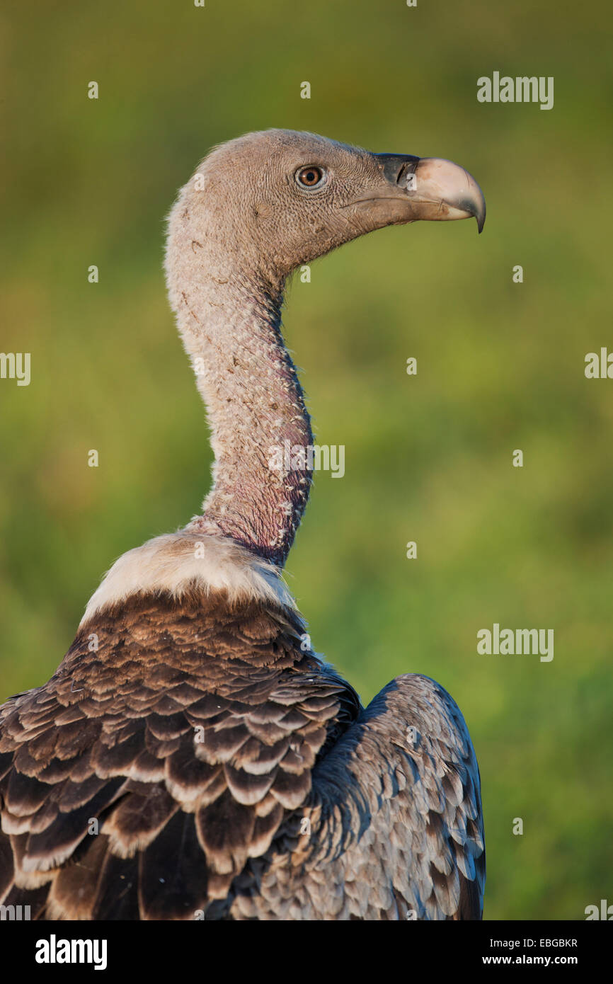 Rueppell's Vulture or Rueppell's Griffon Vulture (Gyps rueppellii ...