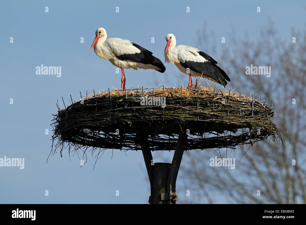 Artificial stork nest hi-res stock photography and images - Alamy