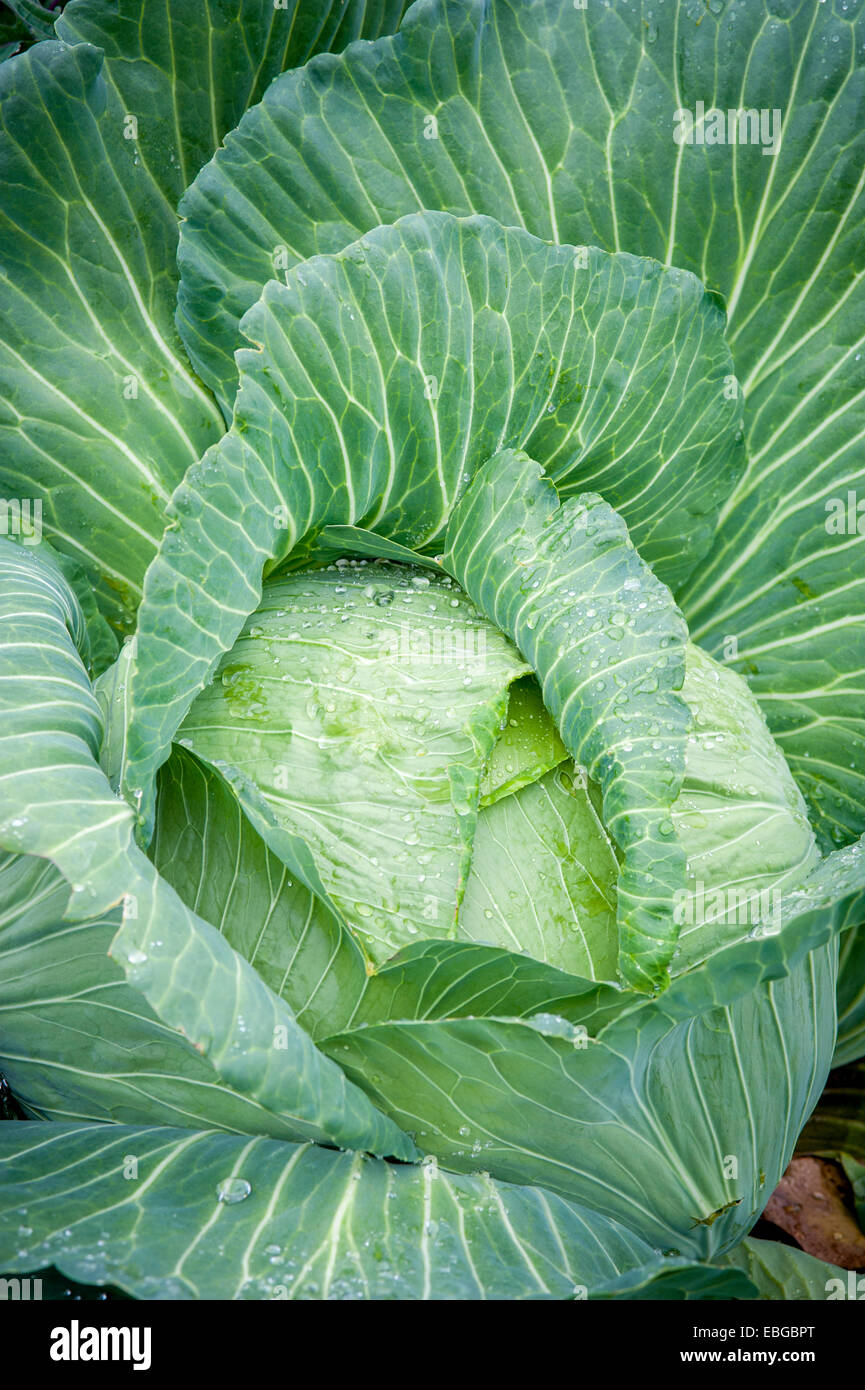 Cabbage (brassica oleracea) covered in dew shot from above Stock Photo ...