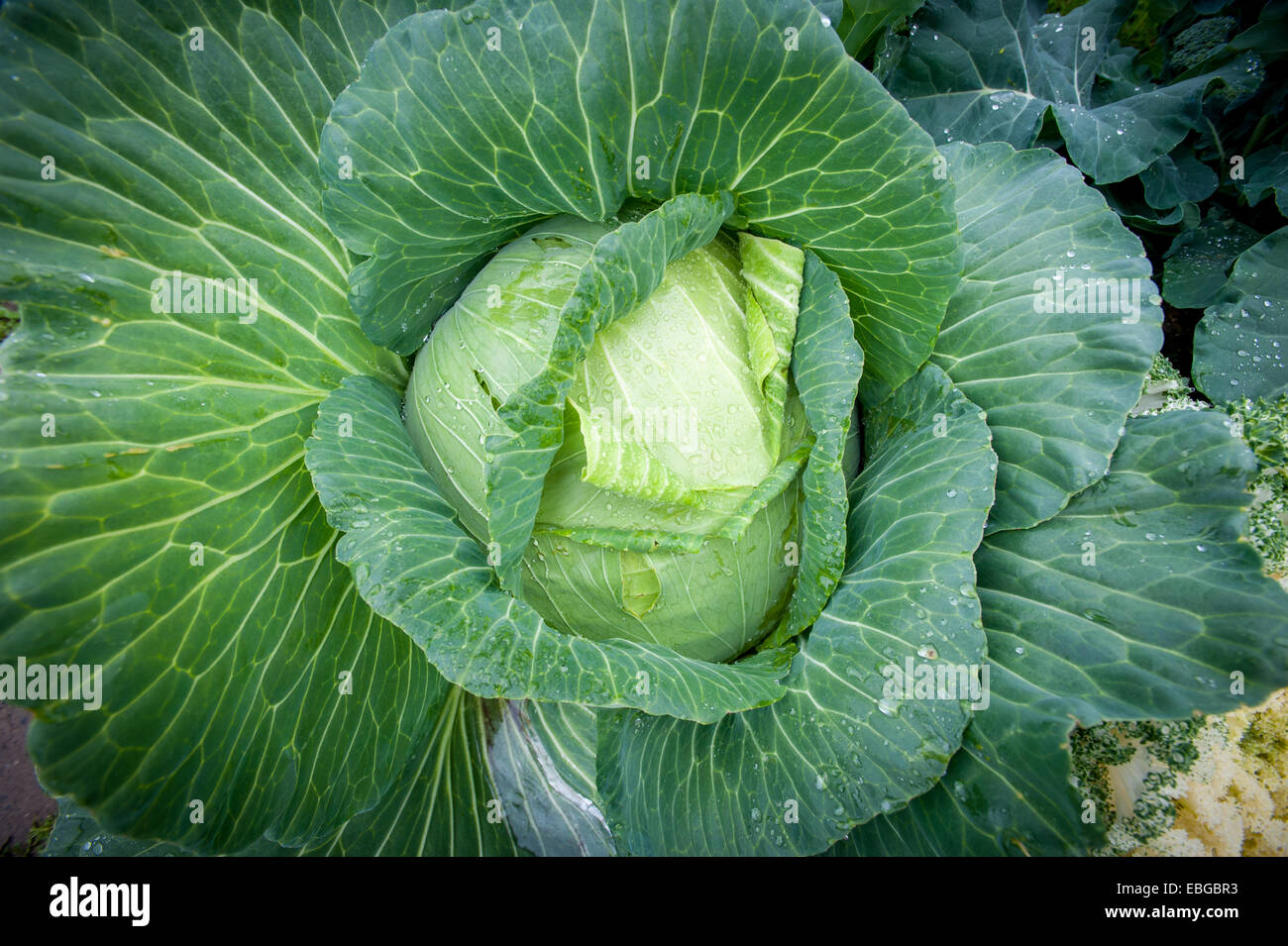 Alaska Cabbage