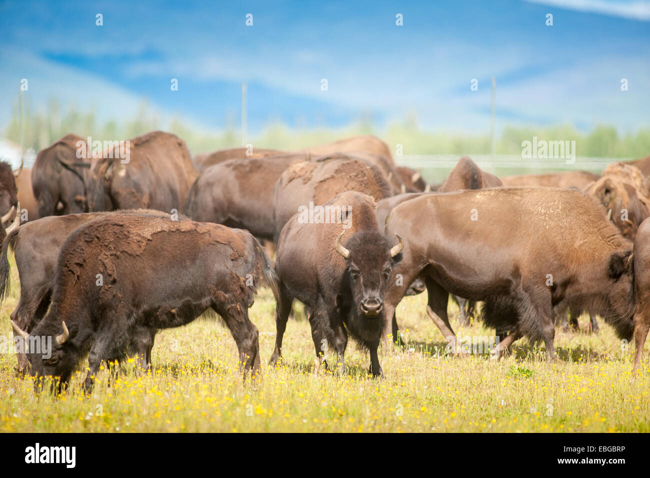 Herd of bison (bison bison) gathered in an open field near Delta ...