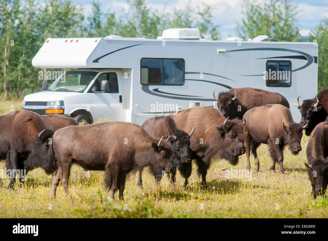 Herd of Bison (Bison Bison) (American Buffalo) grazing field in front ...