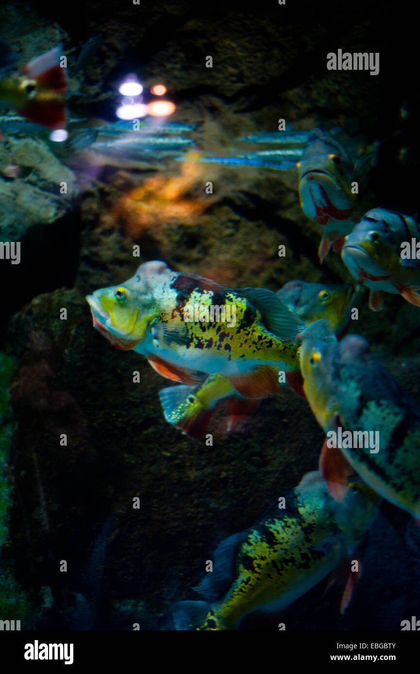 Fish in the Beijing Aquarium, Beijing, China Stock Photo - Alamy