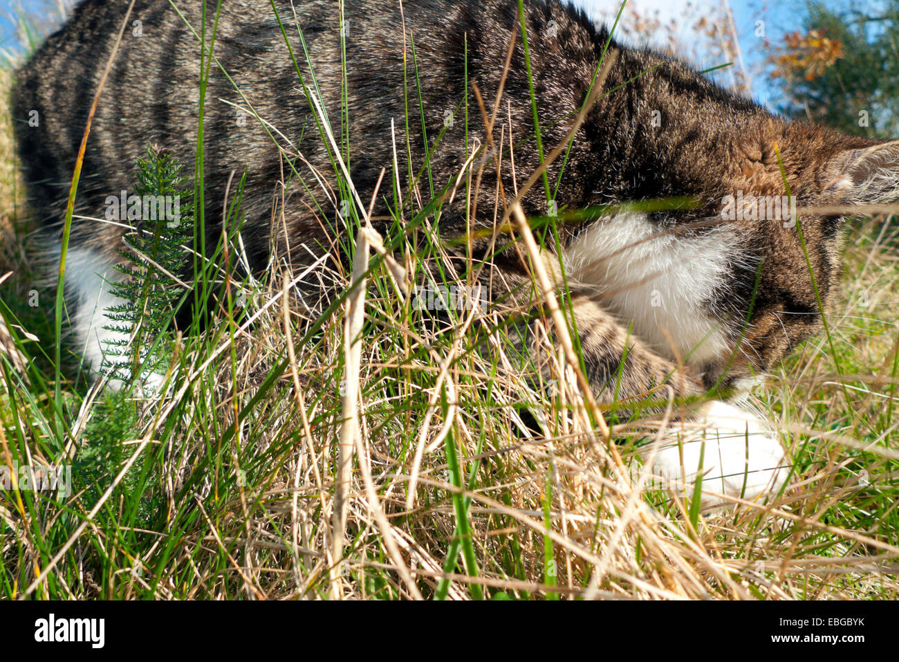 Tabby hunting hi-res stock photography and images - Alamy