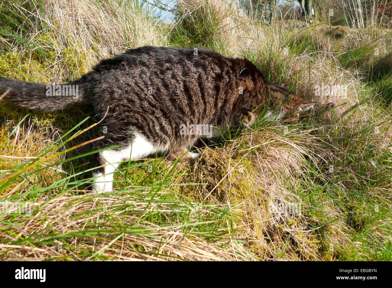 Cat hunting mice hi-res stock photography and images - Alamy