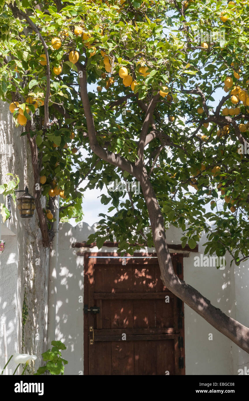 Entrance to house near Orgiva Southern Spain with lemon tree Stock ...