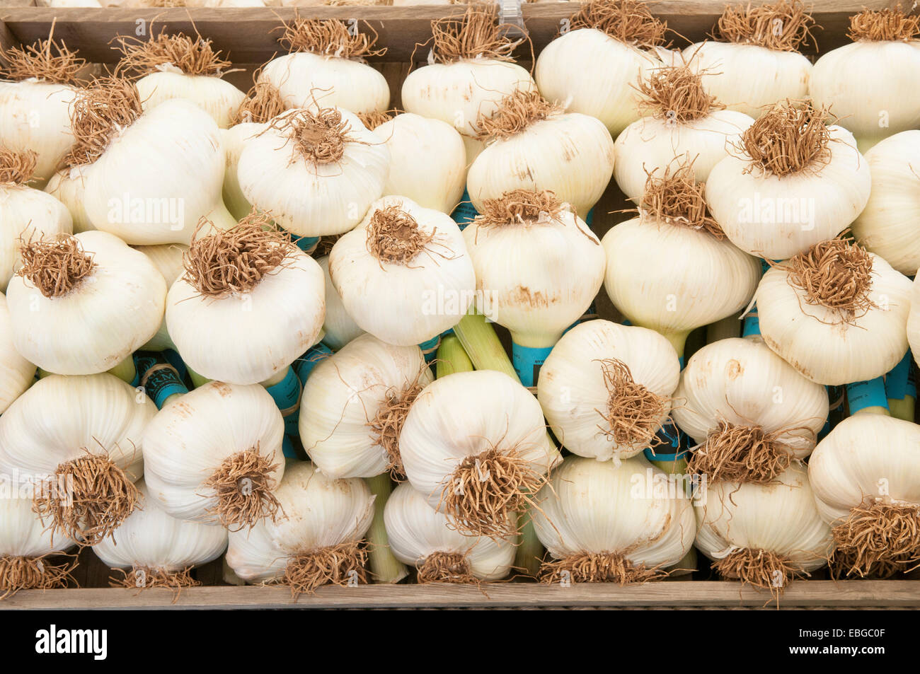 garlic stored in a box Stock Photo - Alamy