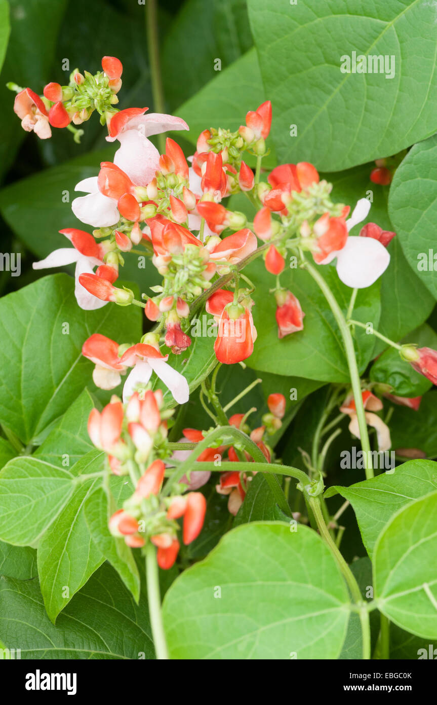runner bean flower Stock Photo - Alamy