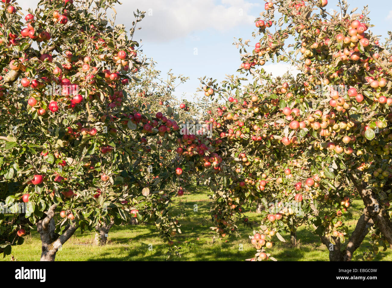 Heritage fruit tree hi-res stock photography and images - Alamy